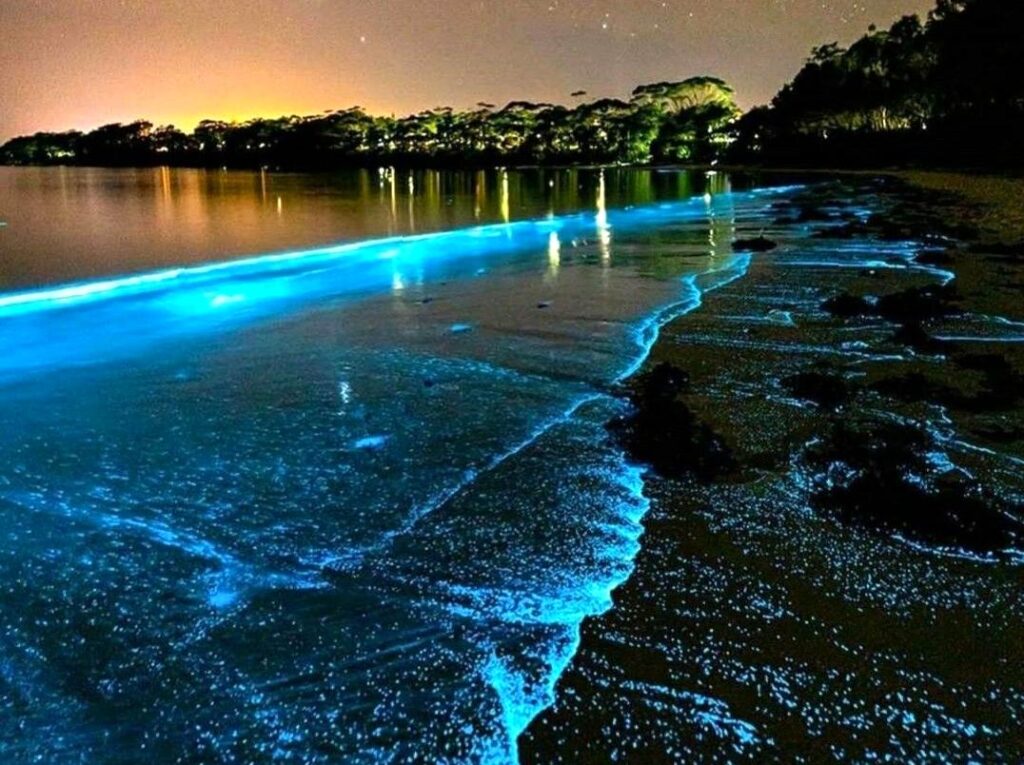Discover the Enchantment of Glow Worms in Melba Gully: A Bioluminescent ...